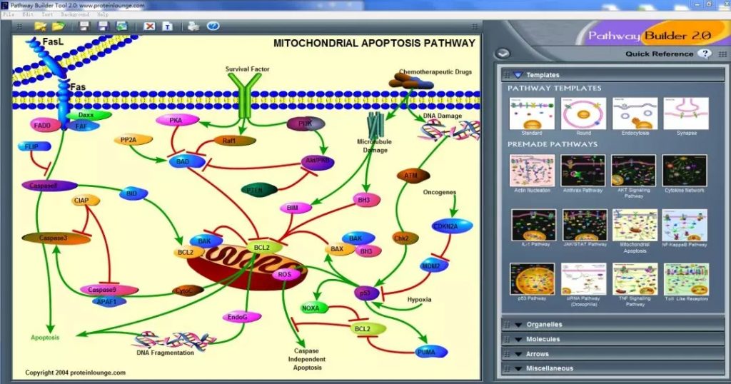 【干货分享】细胞信号通路研究全套资料下载 | | 百迈客生物