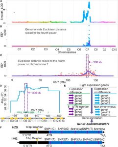 QTG-Seq：QTL快速精细定位新方法 | 百迈客生物