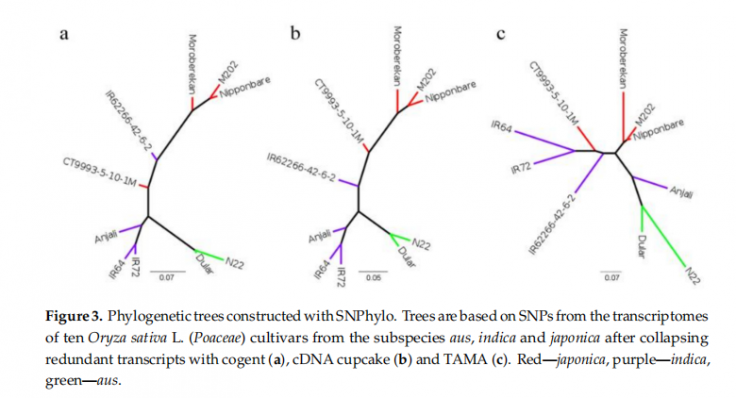文献解读|利用Pacbio Iso-Seq测序技术发现水稻非生物胁迫下的新转录本和新基因 | | 百迈客生物