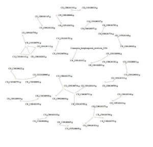 转录调控高级分析结果详解（WGCNA\GSEA\PPI) | | 百迈客生物