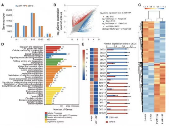【成功案例】基于BSA+转录组/遗传图谱/GWAS联合分析的QTL定位 | | 百迈客生物