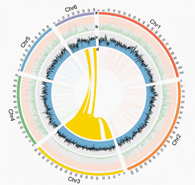 Commun Biol共同作者|橘小实蝇染色体水平基因组成功破译！入侵防控获得重大突破 | | 百迈客生物