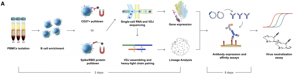 免疫调控应用有哪些？研究机制及进展 | | 百迈客生物