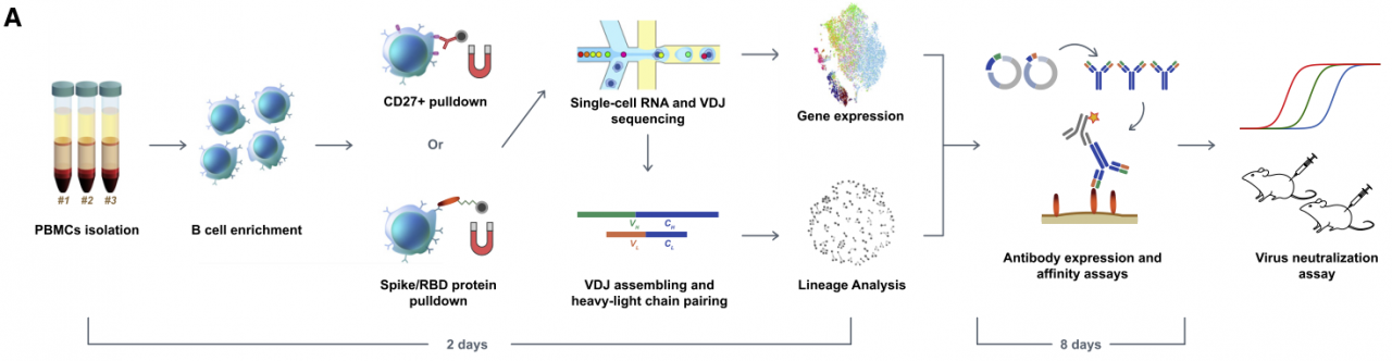 免疫调控应用有哪些？研究机制及进展 | | 百迈客生物
