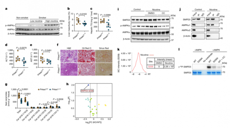 《Nature》案例：宏基因组联合多组学研究揭示肠道有益菌对非酒精性脂肪性肝炎的保护作用 | | 百迈客生物
