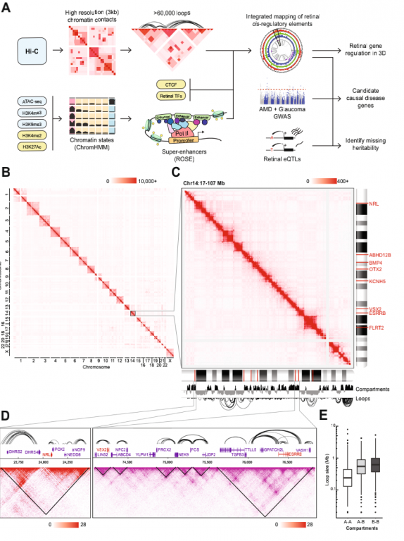 视网膜基因研究：Hi-C技术绘制高分辨率人类视网膜3D基因组拓扑结构图谱 | | 百迈客生物