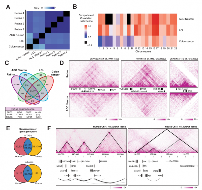 视网膜基因研究：Hi-C技术绘制高分辨率人类视网膜3D基因组拓扑结构图谱 | | 百迈客生物