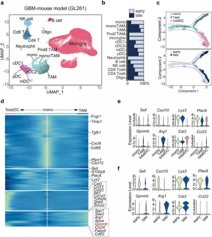 单细胞+空间揭秘GPNMB高表达巨噬细胞如何影响脑胶质瘤T细胞活化 | | 百迈客生物