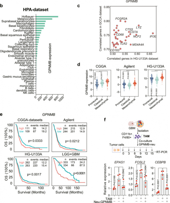 单细胞+空间揭秘GPNMB高表达巨噬细胞如何影响脑胶质瘤T细胞活化 | | 百迈客生物