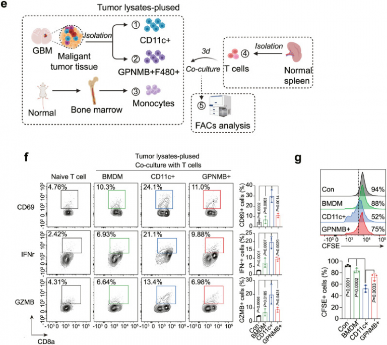 单细胞+空间揭秘GPNMB高表达巨噬细胞如何影响脑胶质瘤T细胞活化 | | 百迈客生物