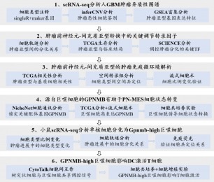 单细胞+空间揭秘GPNMB高表达巨噬细胞如何影响脑胶质瘤T细胞活化 | | 百迈客生物