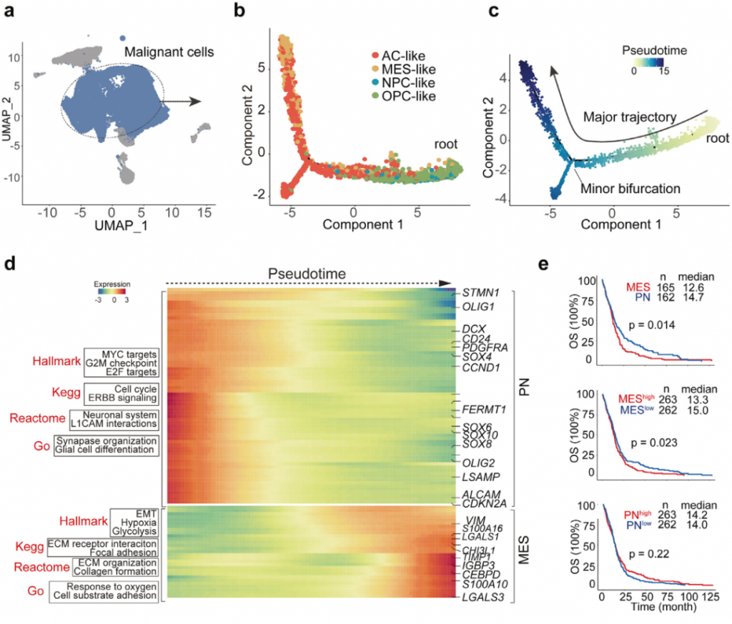 单细胞+空间揭秘GPNMB高表达巨噬细胞如何影响脑胶质瘤T细胞活化 | | 百迈客生物