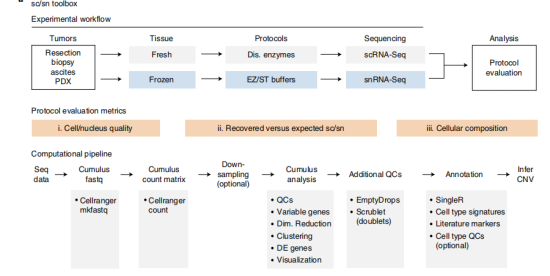 snRNA-Seq ：单细胞转录组学中一颗耀眼的星 | | 百迈客生物