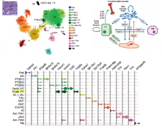 snRNA-Seq ：单细胞转录组学中一颗耀眼的星 | | 百迈客生物