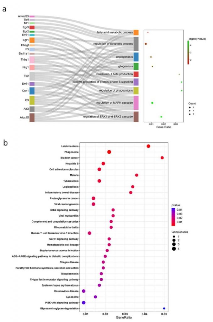 治疗糖尿病心肌病潜在靶点 | 百迈客生物