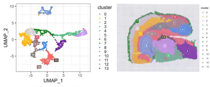 Bmk Space mapping.R软件图文教程 | | 百迈客生物