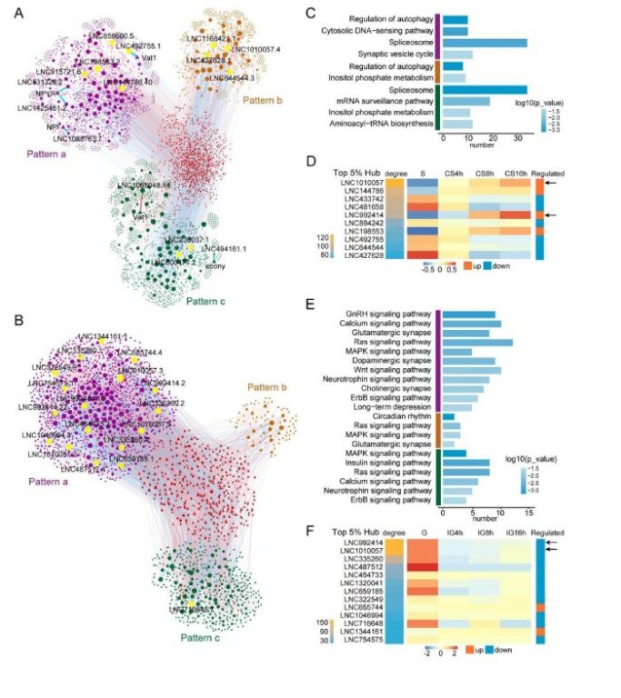 通过lncRNA-mRNA共表达网络分析长非编码RNA调节蝗虫的型变 | | 百迈客生物