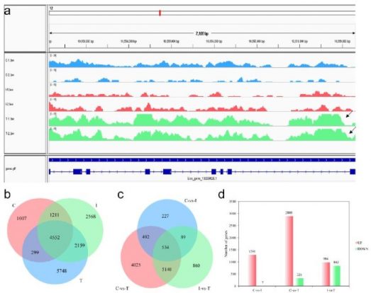 ATAC-seq+RNA-seq 联合分析揭示斜带石斑鱼性逆转过程中染色质的可及性 | | 百迈客生物