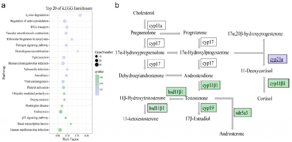 ATAC-seq+RNA-seq 联合分析揭示斜带石斑鱼性逆转过程中染色质的可及性 | | 百迈客生物