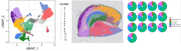 百创S1000-Nanopore 空间全长转录组 | 百迈客生物