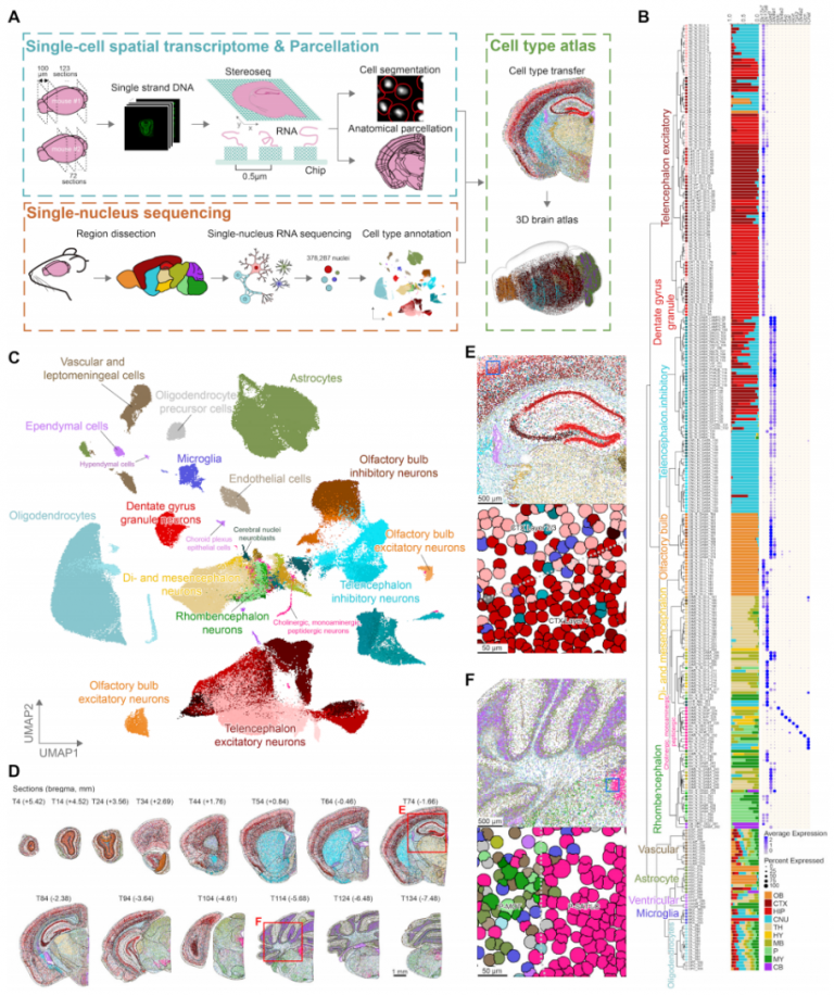 Cell、NG和NC高分文章收录！带你玩转3D时空图谱 | | 百迈客生物