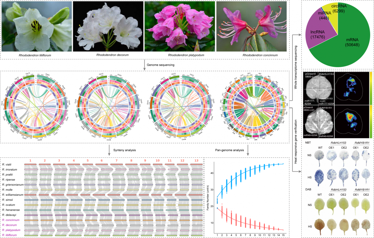 iMeta | T2T水平的百合杜鹃基因组被报道 | | 百迈客生物
