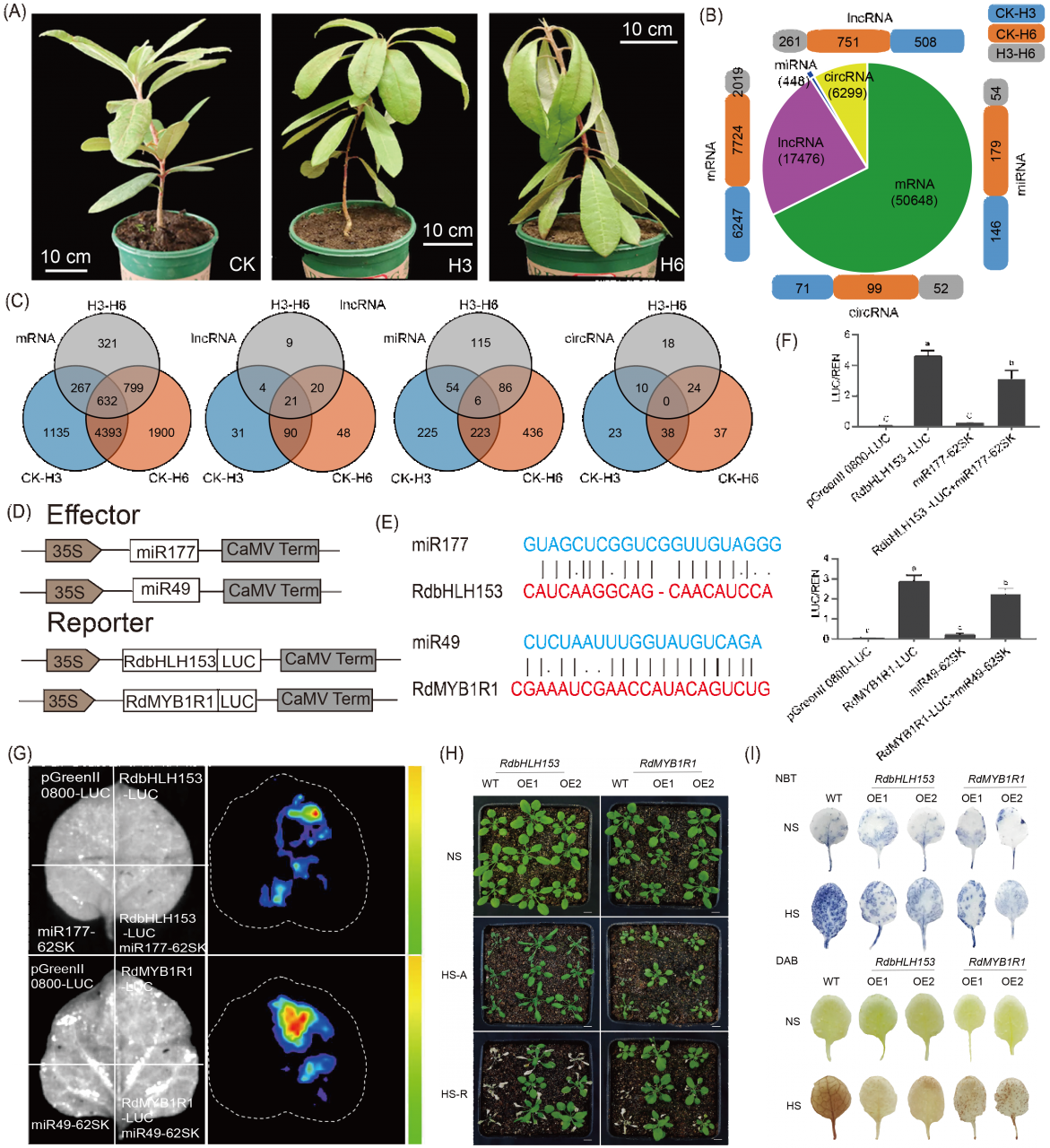 iMeta | T2T水平的百合杜鹃基因组被报道 | | 百迈客生物
