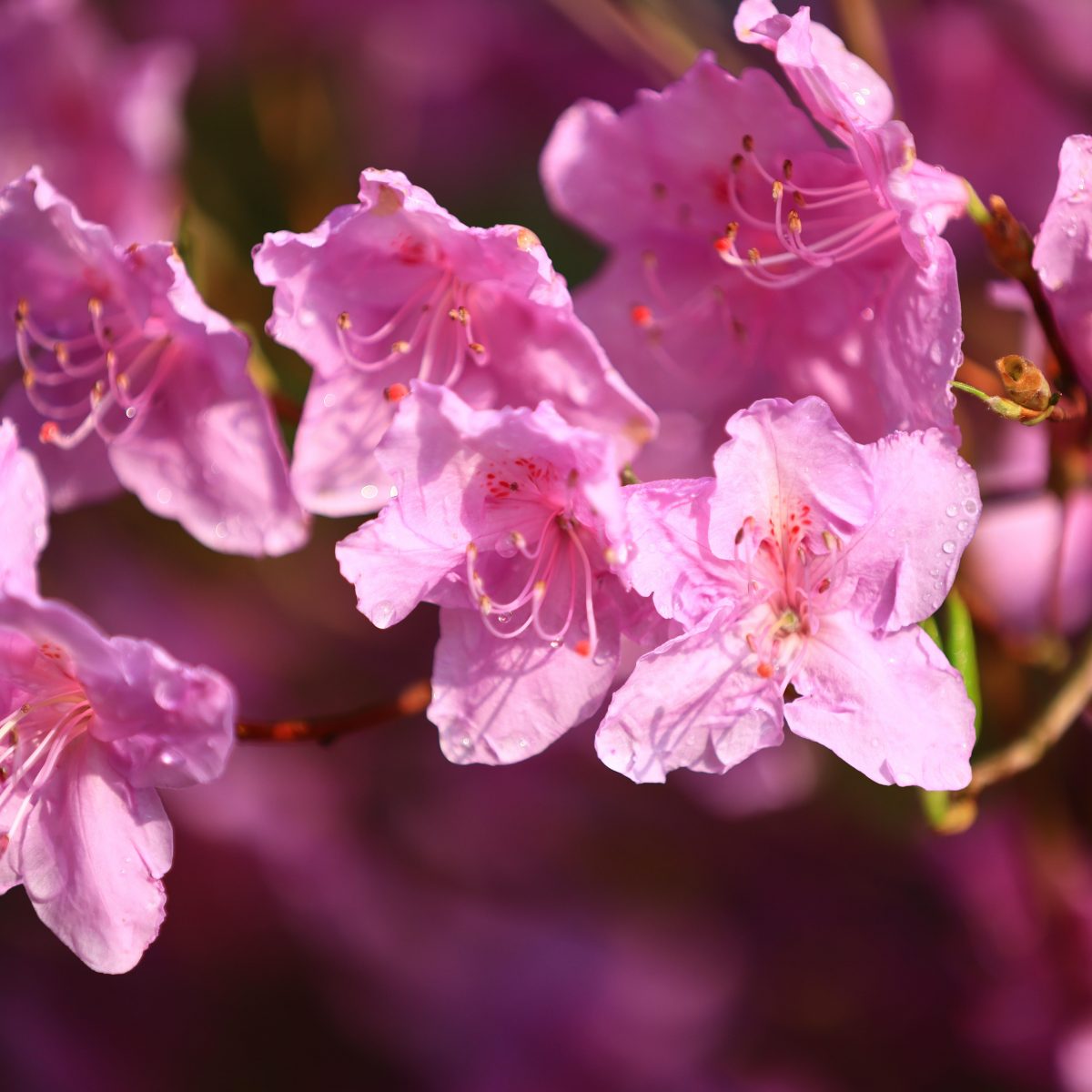 iMeta | T2T水平的百合杜鹃基因组被报道 | | 百迈客生物