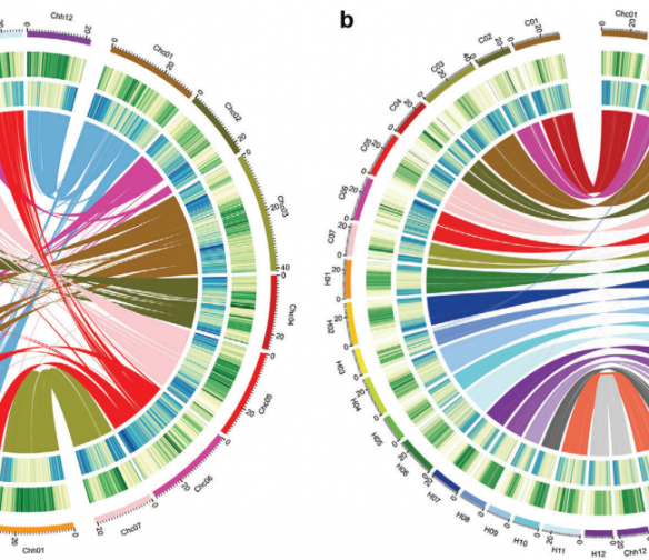 pyGenomeTracks的使用方法 | | 百迈客生物基因